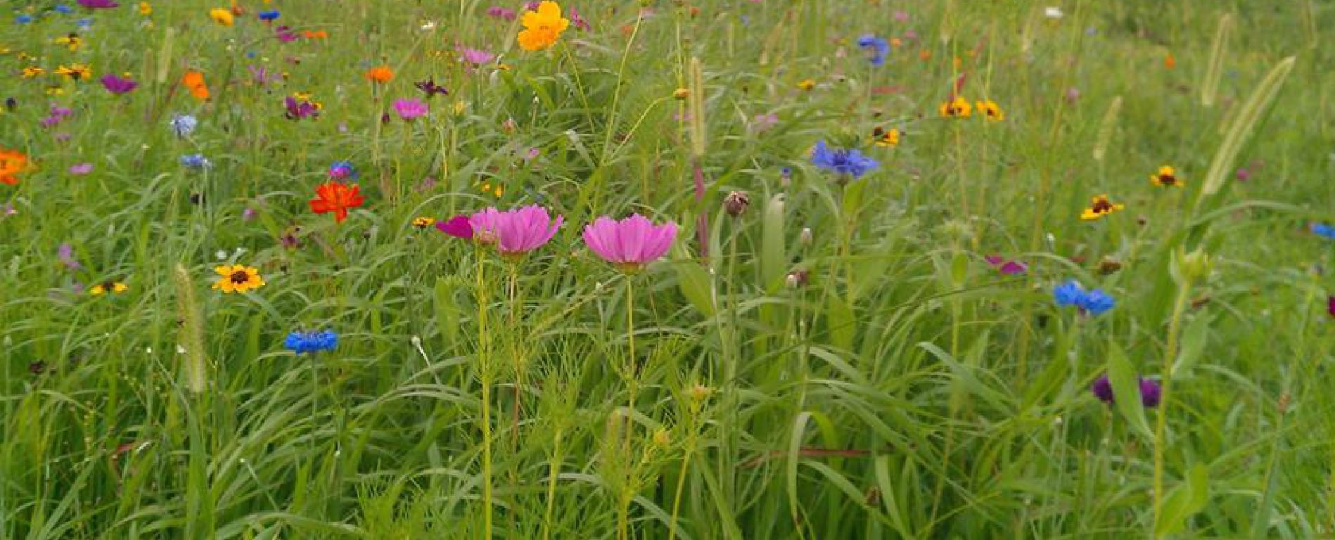 Friends of Banshee Reeks